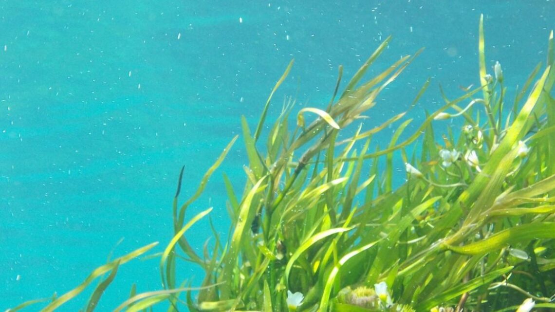 Investigadores del IPN cultivarán microalgas en el espacio